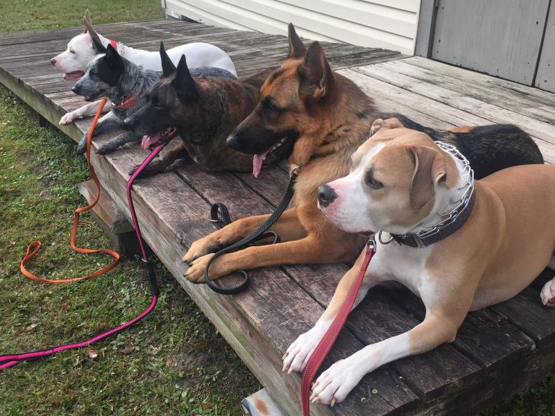 K9 Academy – Basics – K9 Academy